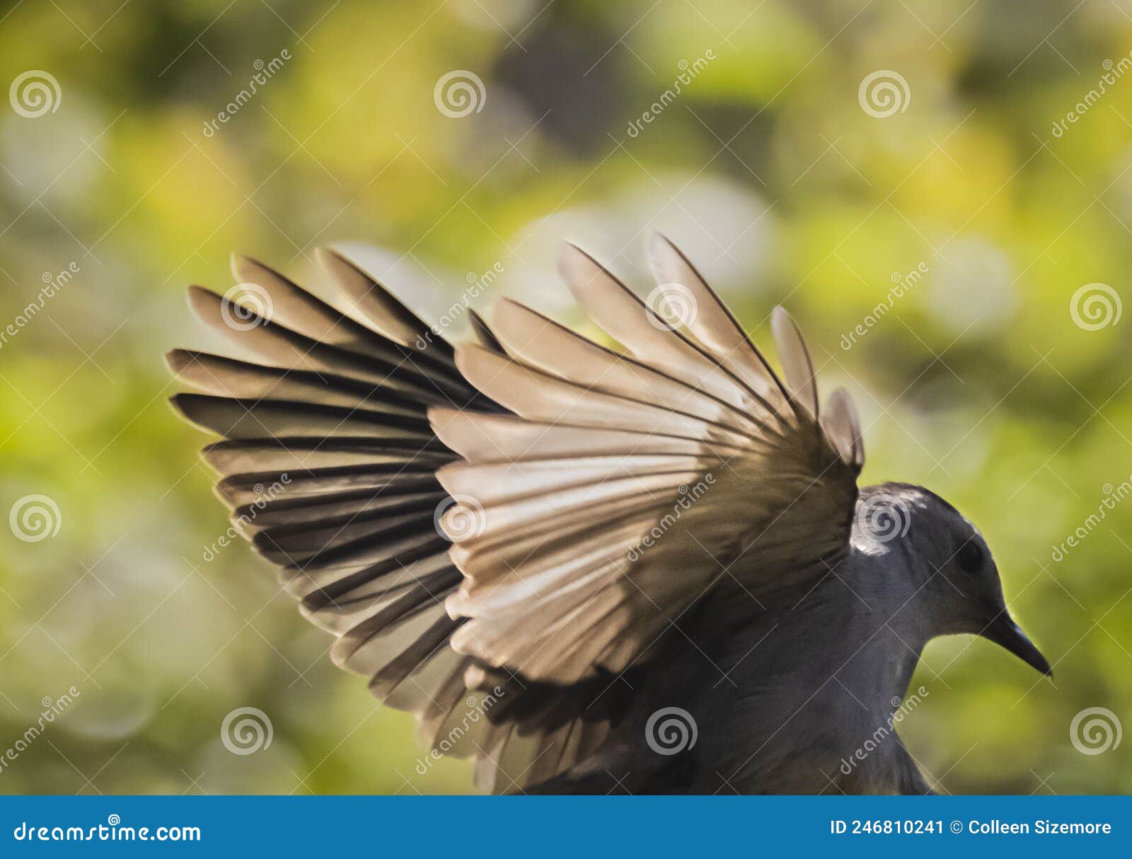Close-up of a Gray Catbird stock image. Image of birds - 246810241
