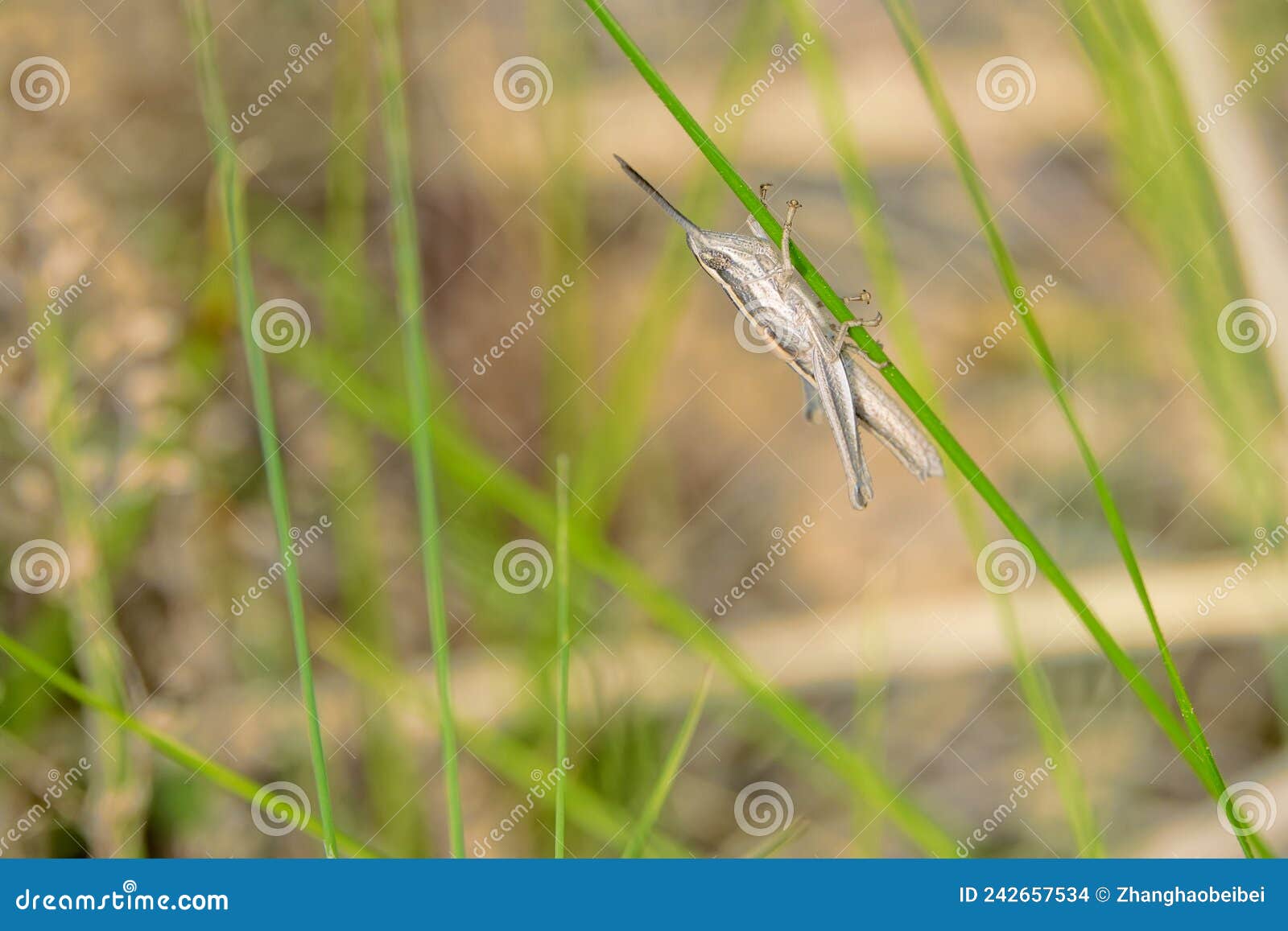 Locust nymph stock photo. Image of grasshopper, close - 242657534