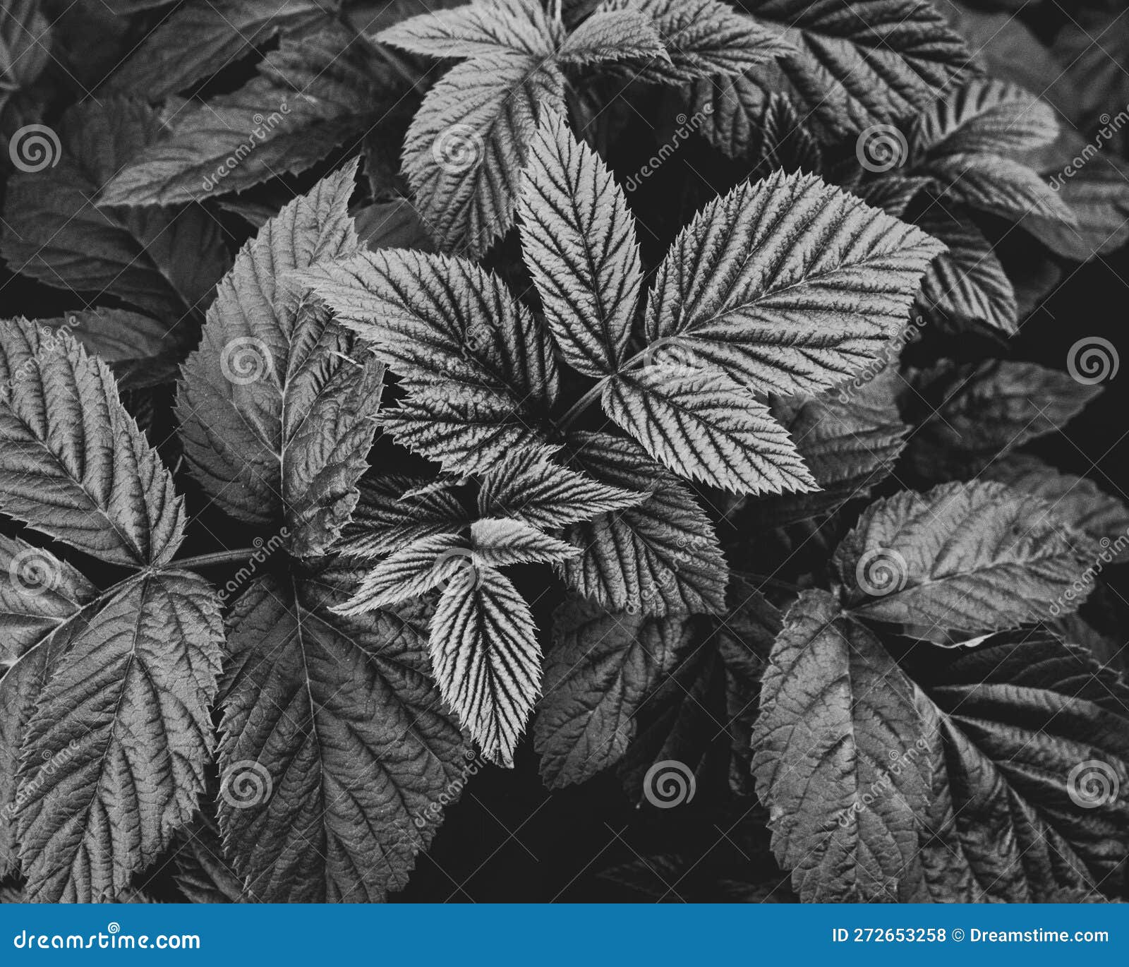 Close Up of Gray Scale Leaves. Stock Photo - Image of stem, flora: 272653258