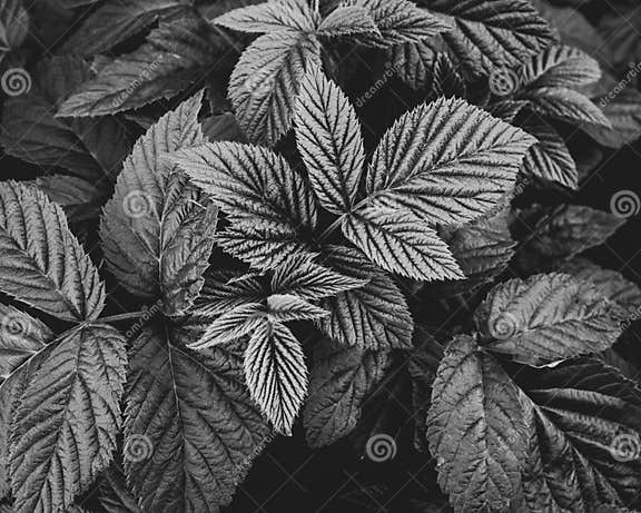 Close Up of Gray Scale Leaves. Stock Photo - Image of stem, flora ...