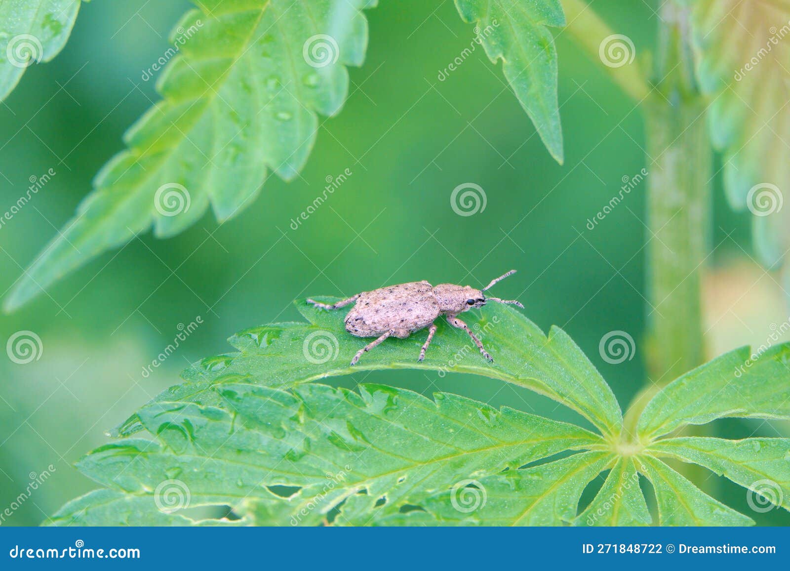 Gray weevil stock photo. Image of animals, insects, nature - 271848722