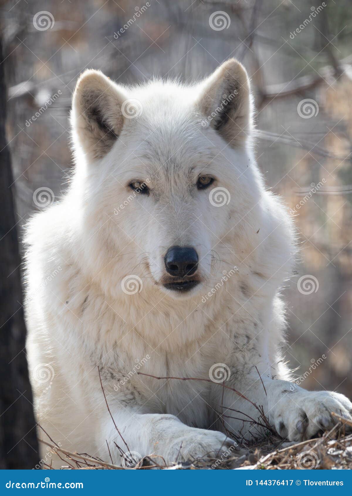 Close Up of a Gray Wolf Looking at the Camera Stock Image - Image of ...