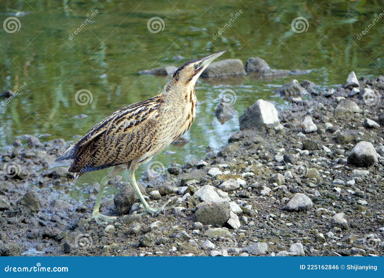 Great Bittern stock photo. Image of common, eurasian - 225162846