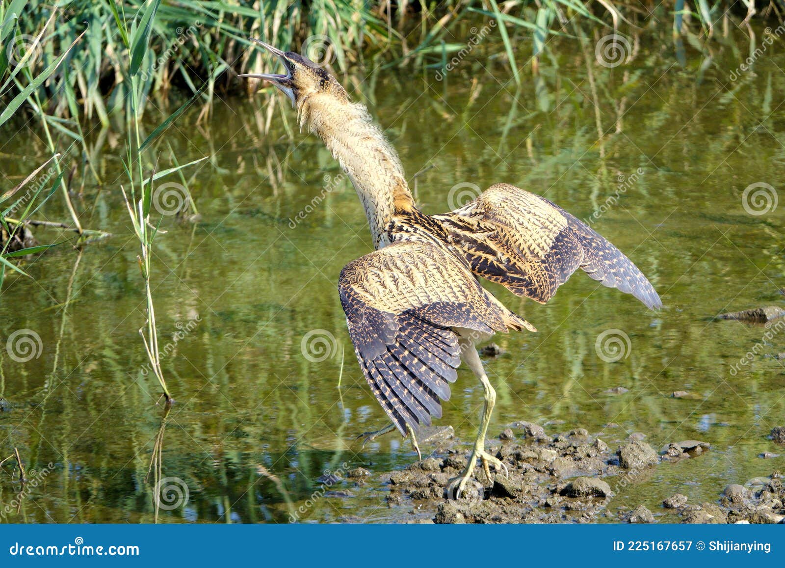 Great Bittern stock image. Image of natural, life, stellaris - 225167657