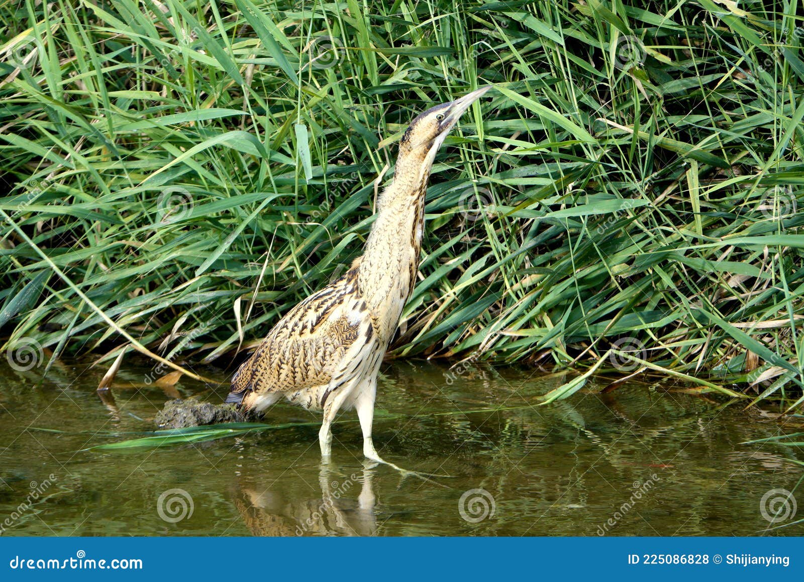 Great Bittern stock photo. Image of animal, wild, water - 225086828