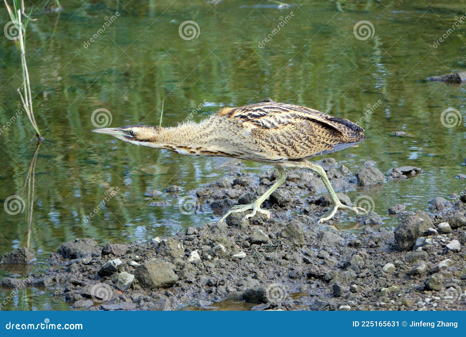Great Bittern stock image. Image of great, botaurus - 225165631