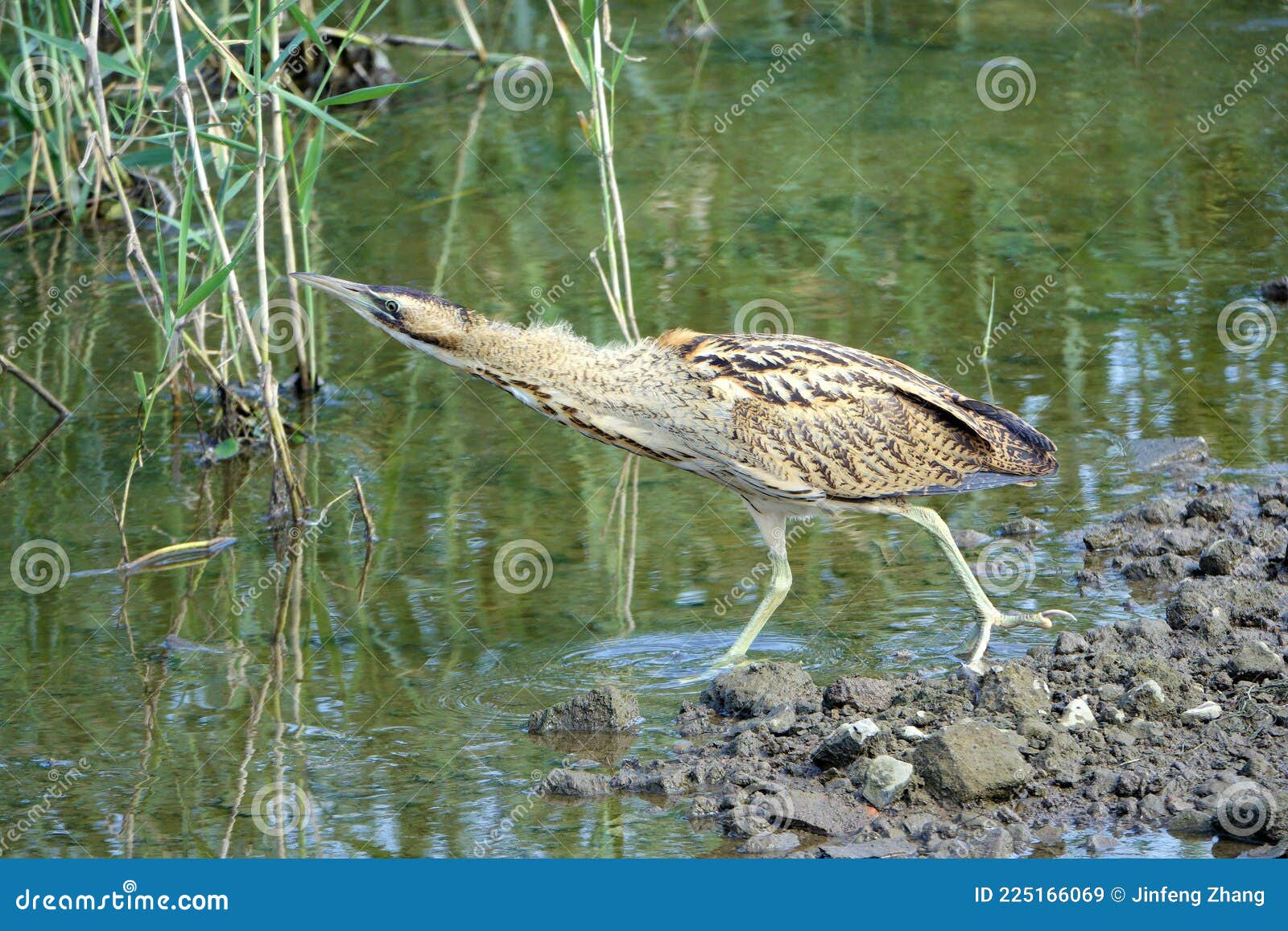 Great Bittern stock image. Image of waterfowl, benchland - 225166069