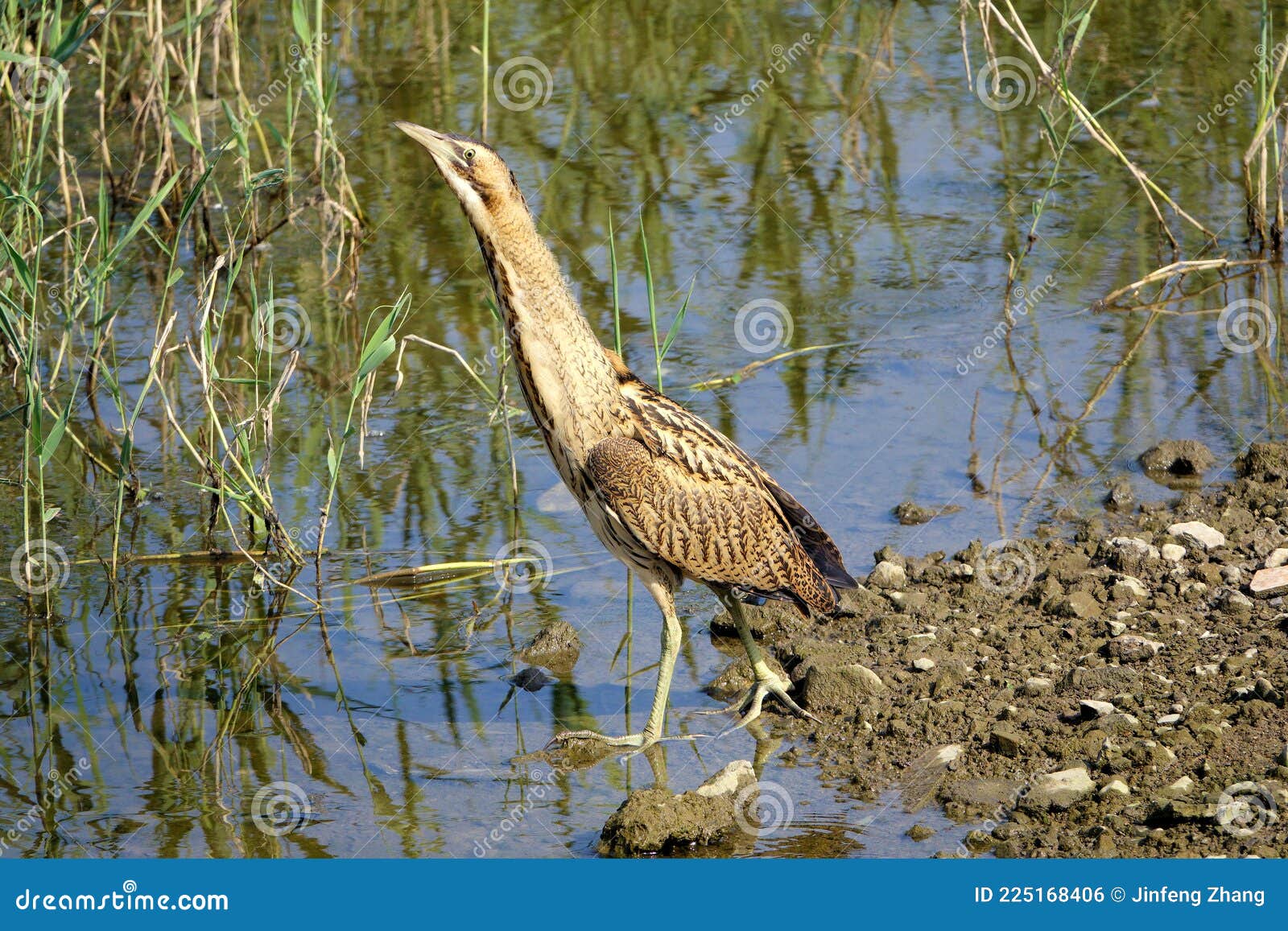 Great Bittern stock photo. Image of fowl, common, waterfowl - 225168406