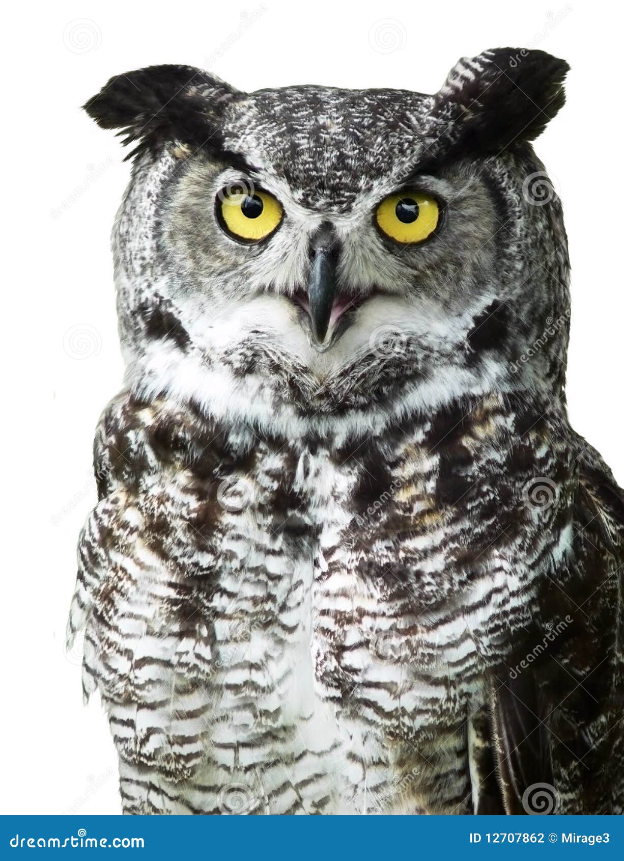 Close-up of a Great Horned Owl Looking at Camera Stock Photo - Image of ...