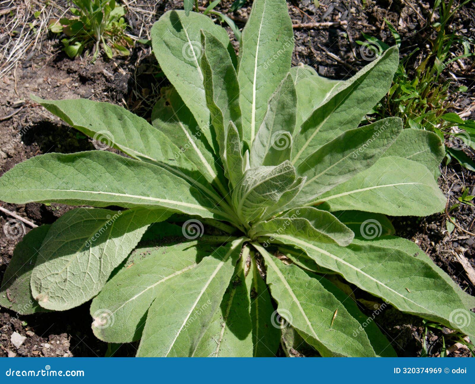 Close Up of a Great Mullein Herb Plant Stock Image - Image of mullein ...
