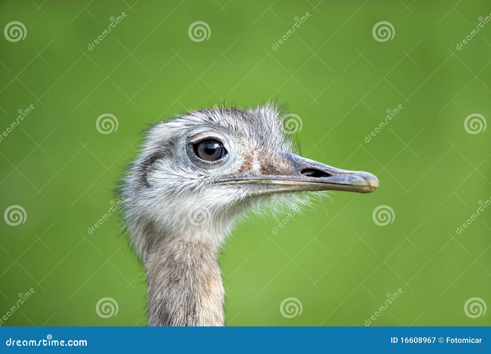 Close up of a Greater Rhea stock image. Image of brown - 16608967