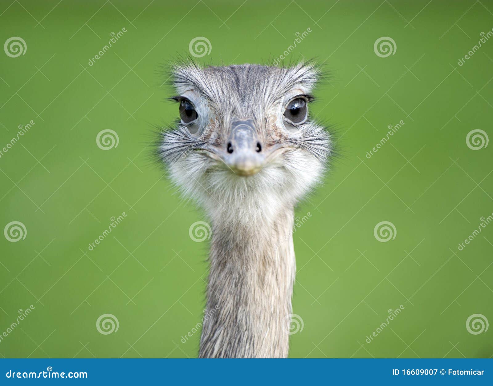 Close up of a Greater Rhea stock image. Image of camera - 16609007
