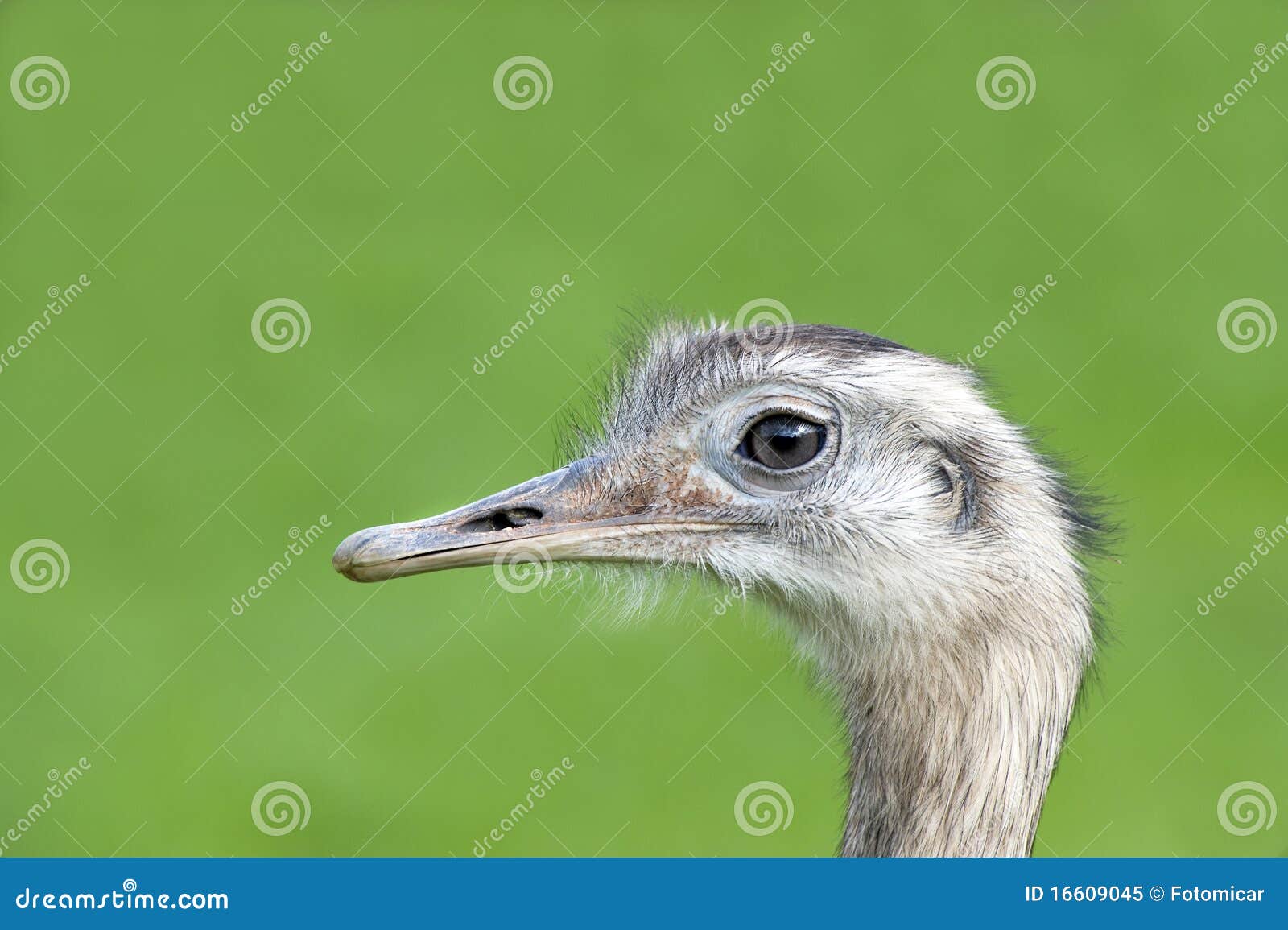 Close up of a Greater Rhea stock image. Image of space - 16609045
