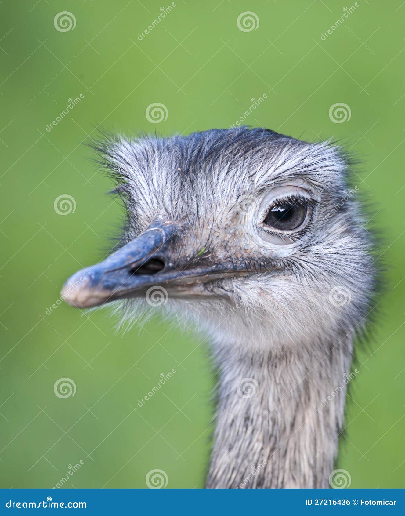 Close up of a Greater Rhea stock photo. Image of america - 27216436