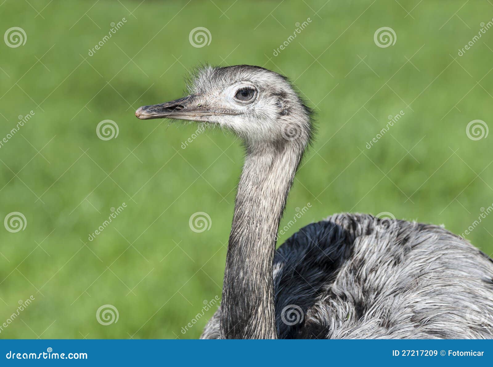 Close up of a Greater Rhea stock image. Image of copy - 27217209