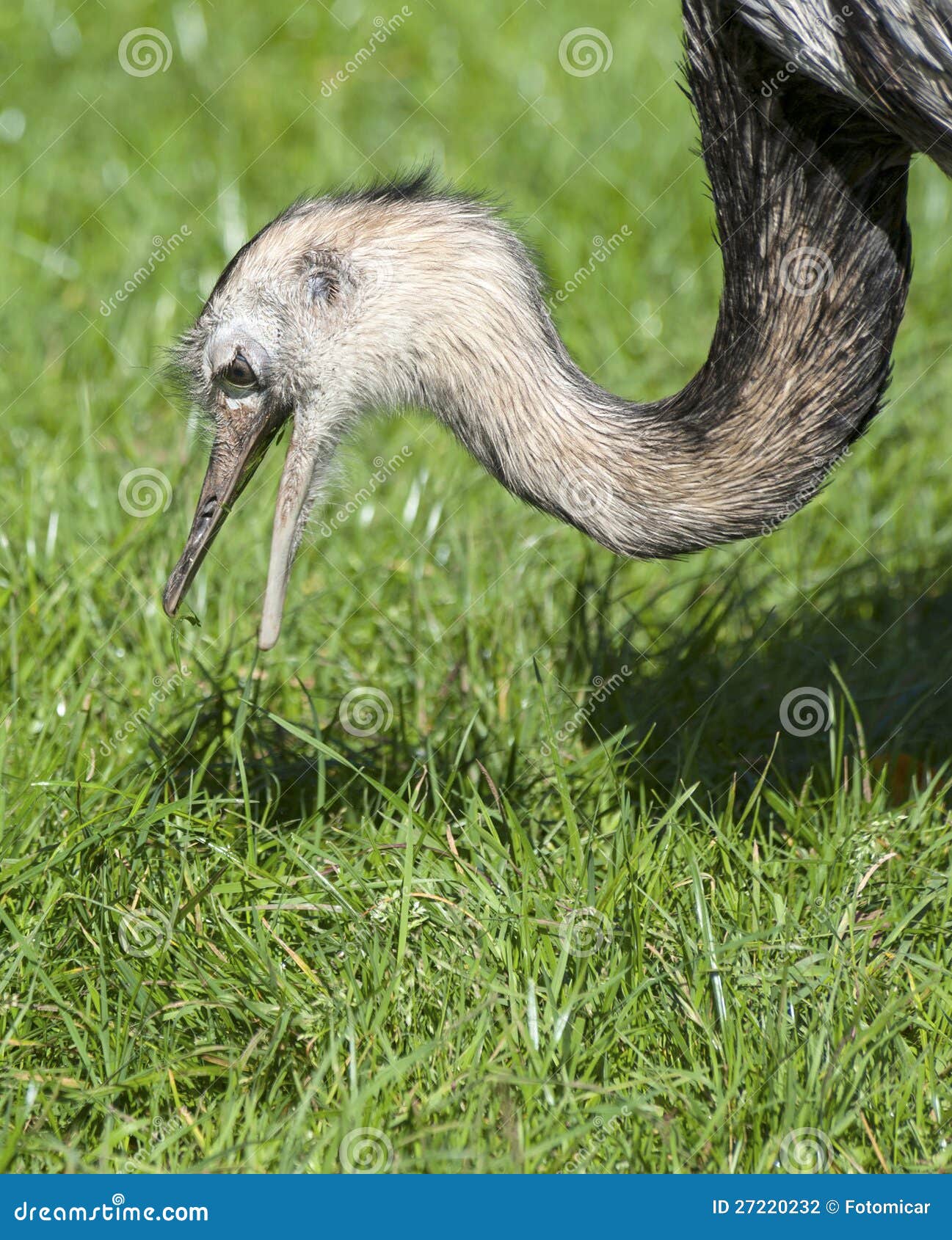 Close up of a Greater Rhea stock photo. Image of family - 27220232