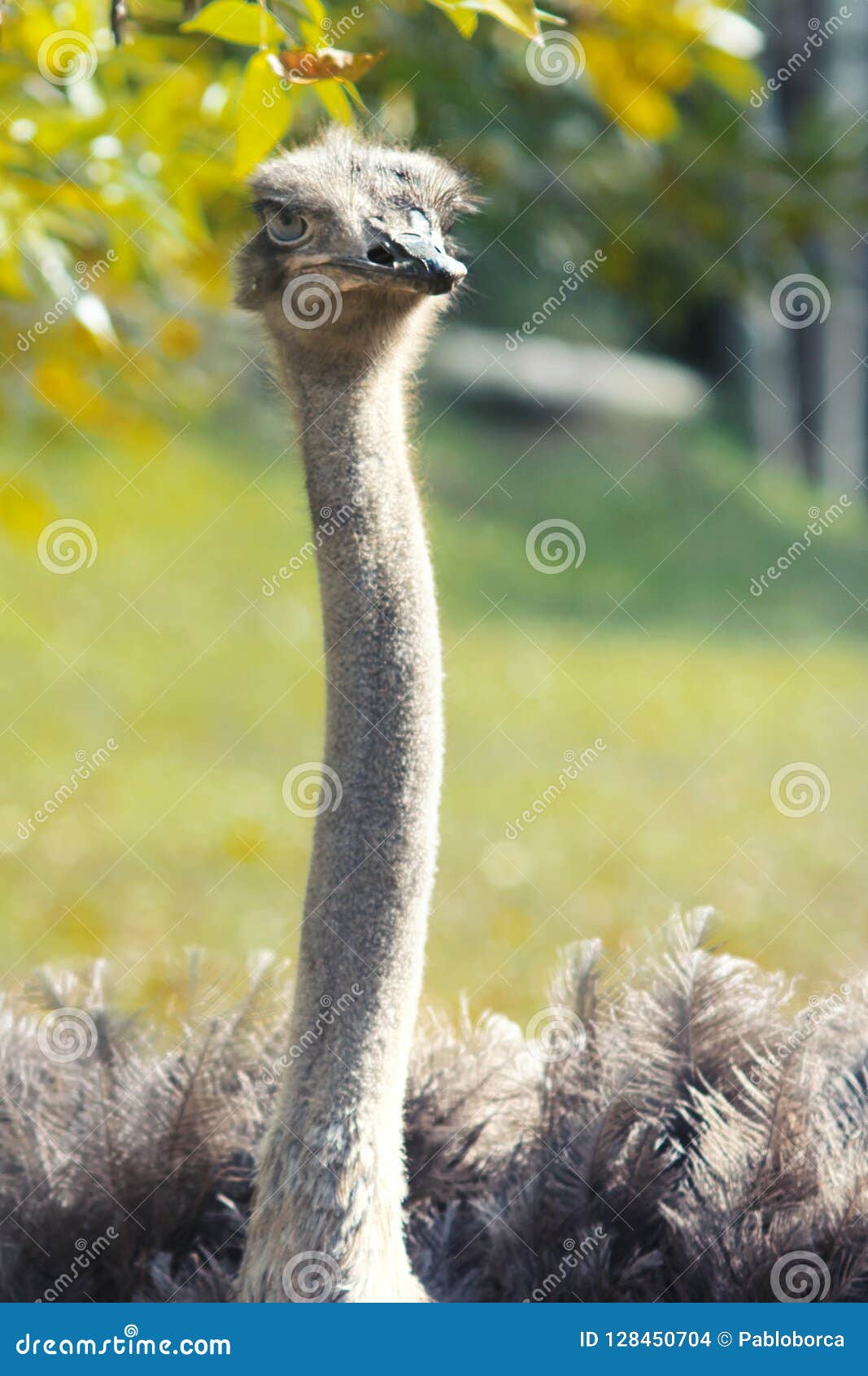 Greather rhea stock photo. Image of greater, portrait - 128450704