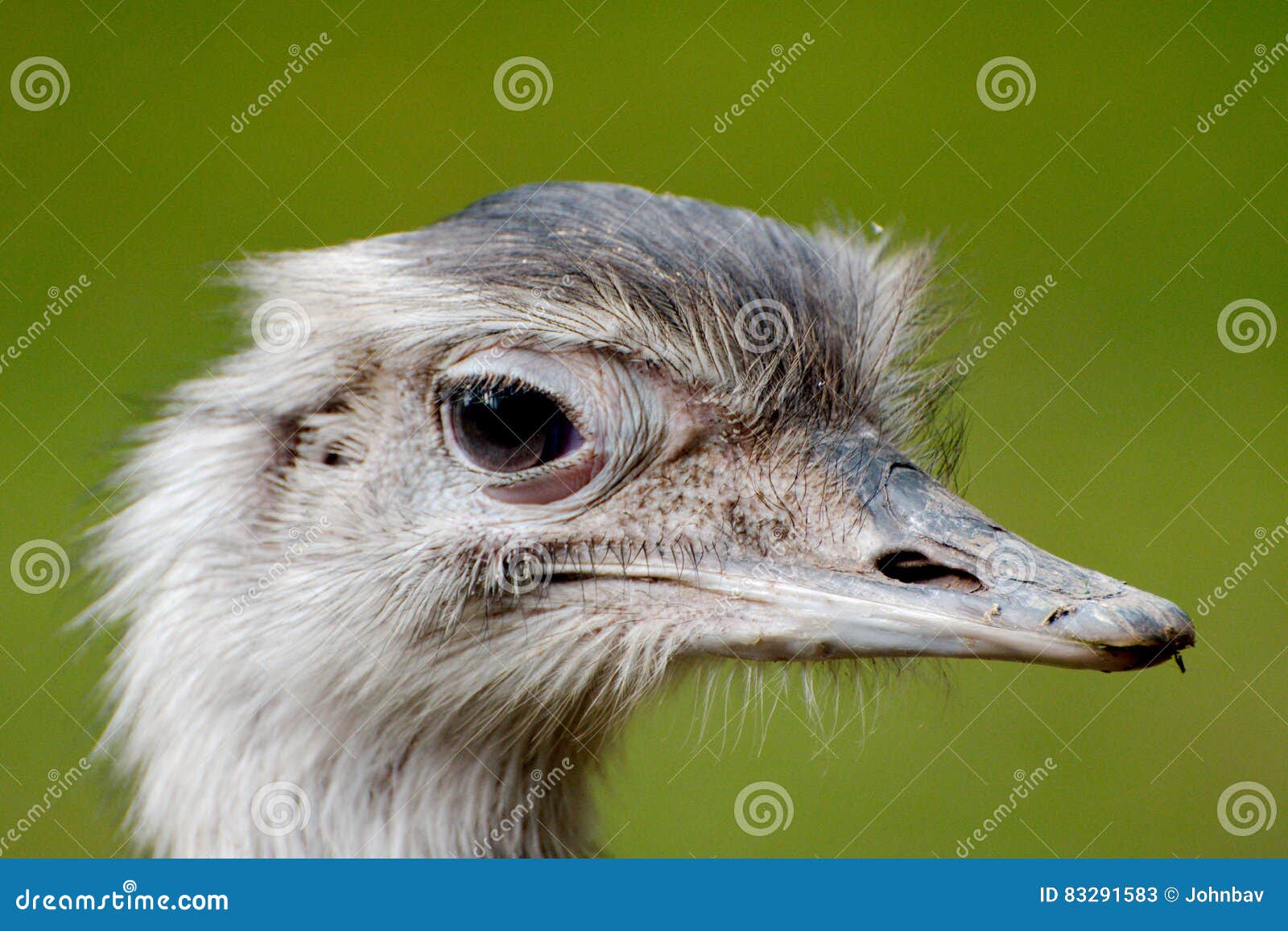 Close up of a greater rhea stock image. Image of funny - 83291583