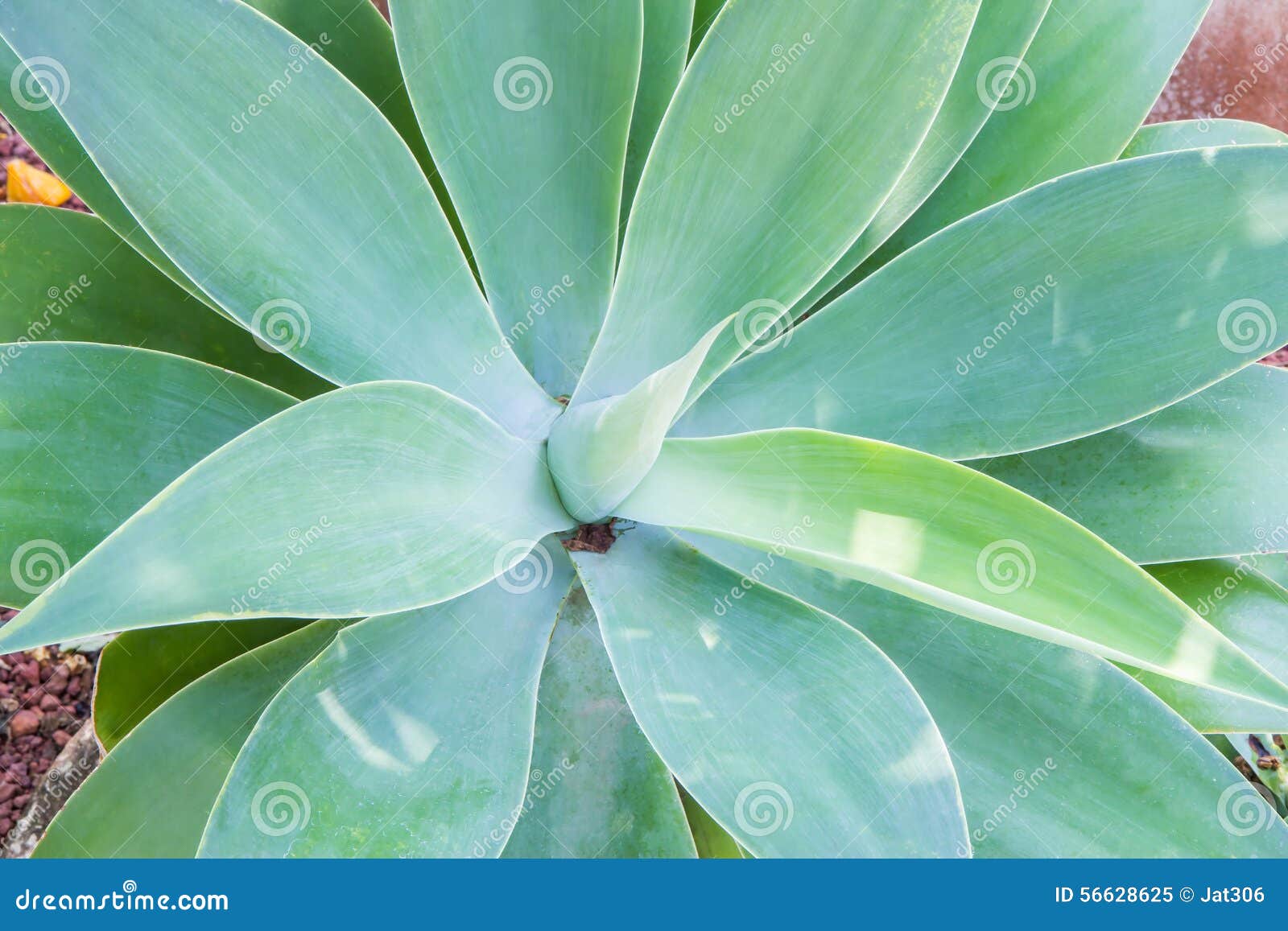 Close up green agave stock image. Image of foliage, herb - 56628625