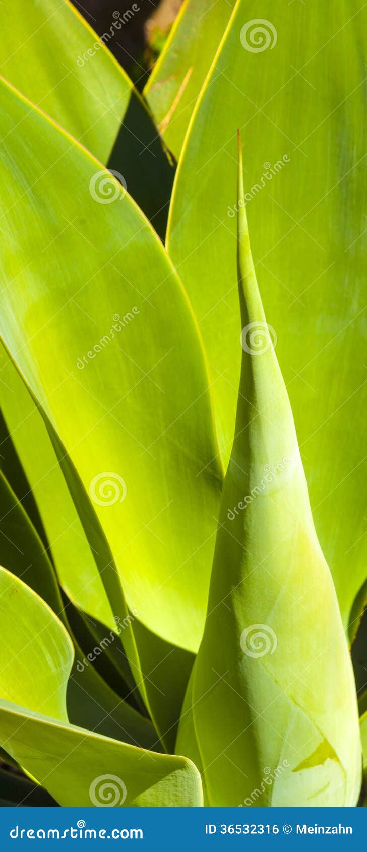 Close-up of Green Agave Plant Stock Photo - Image of light, heal: 36532316