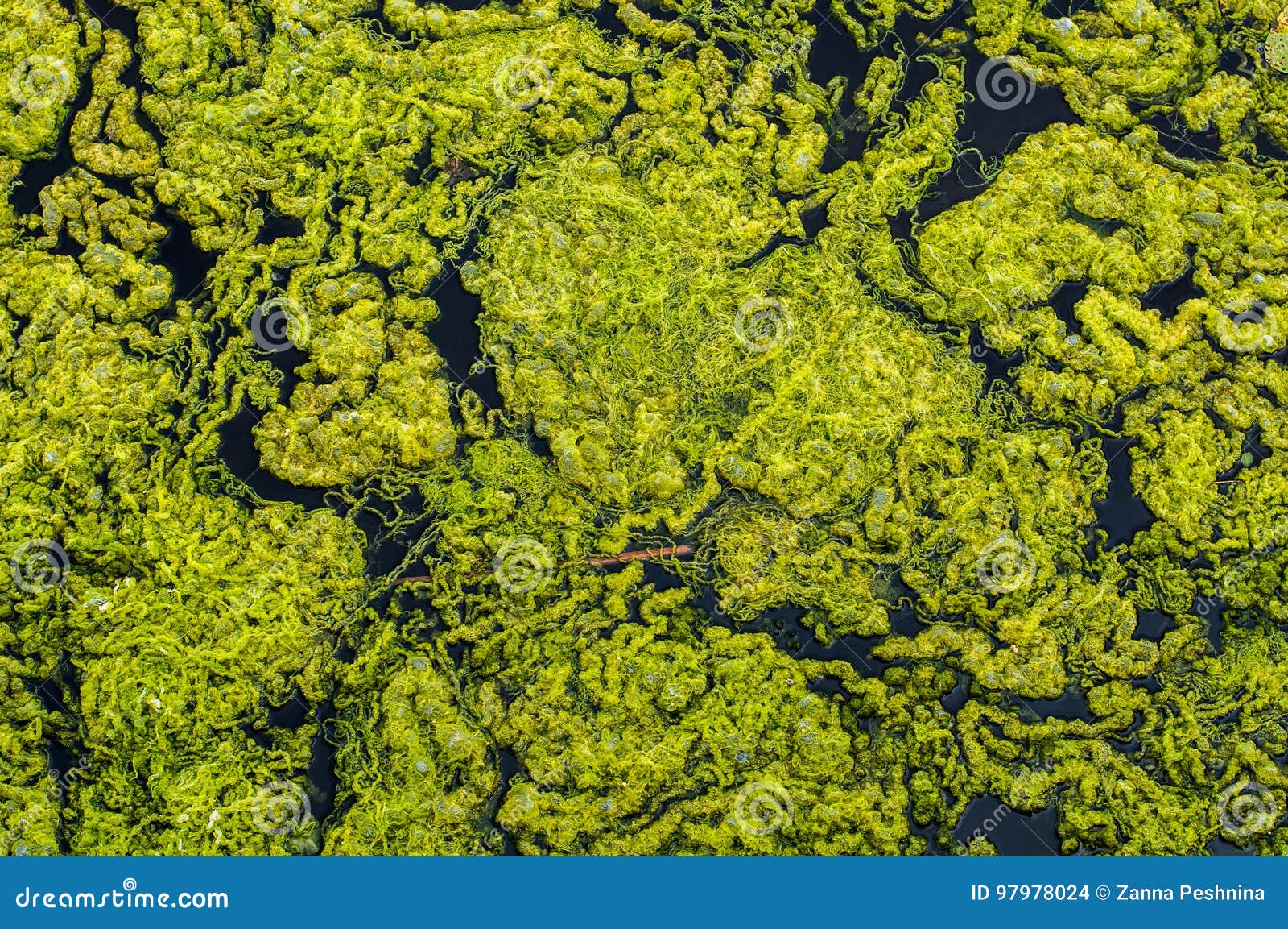 Close-up Green Algae Background. Stock Photo - Image of reef, plant ...