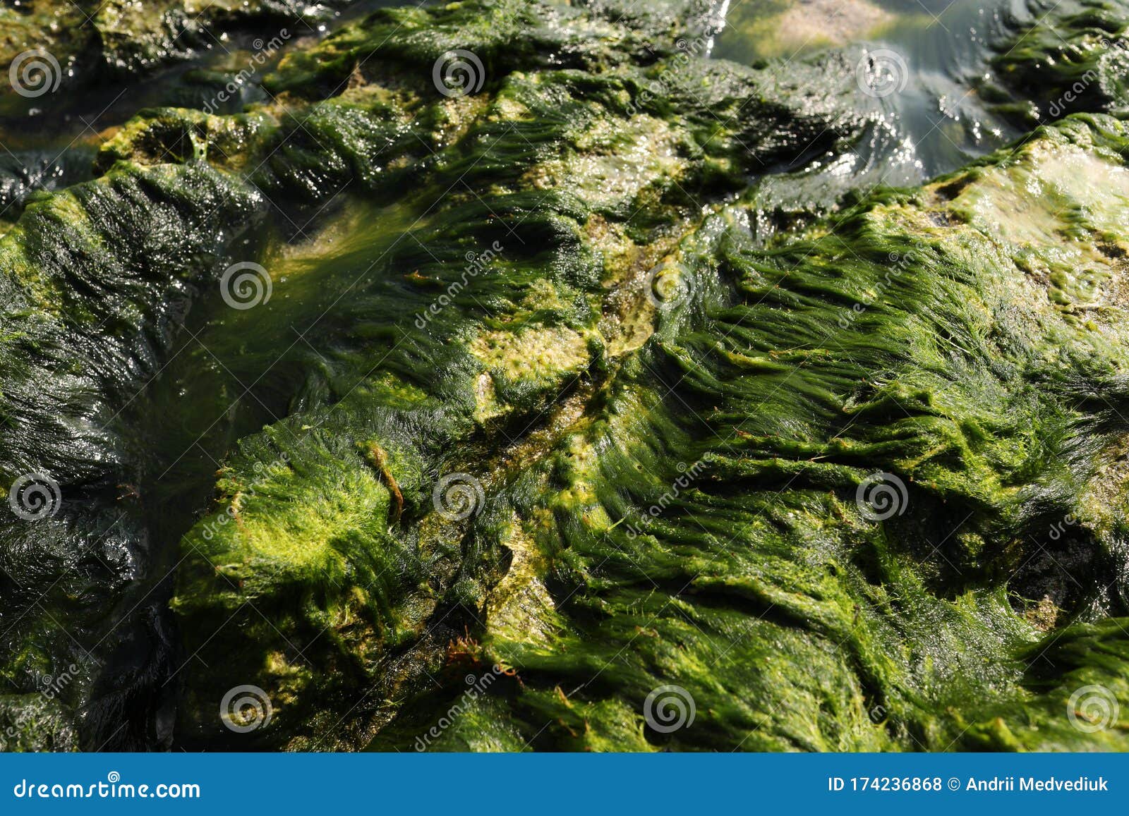 Close Up of Green Algae Covered Rocks on the Seashore. Nature ...