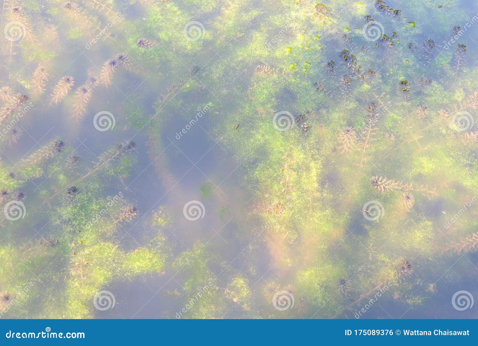 Close Up Green Algae in the Water. the View from the Top Stock Photo ...