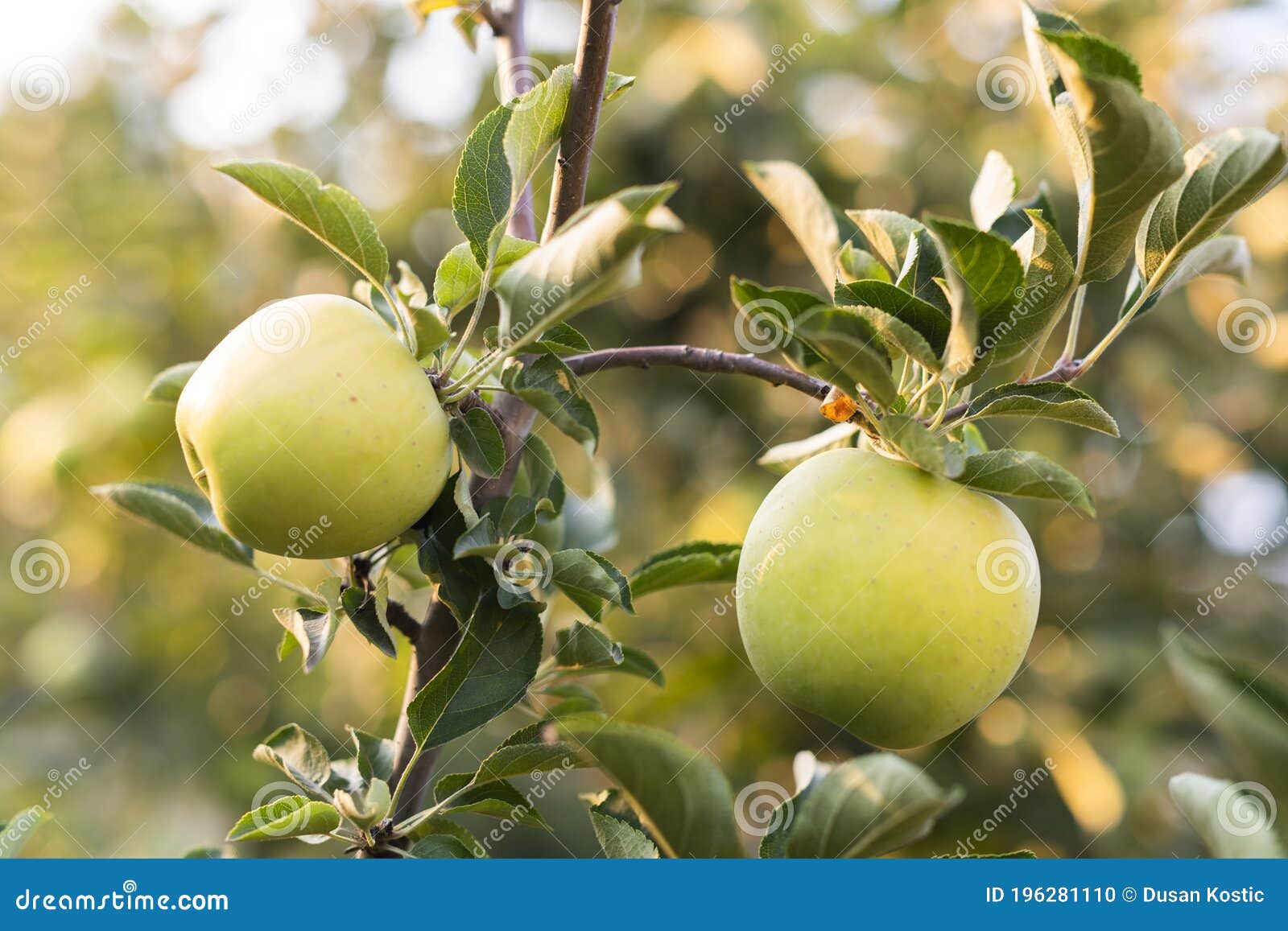 Green Apple in a Tree during Autumn Stock Photo - Image of organic ...