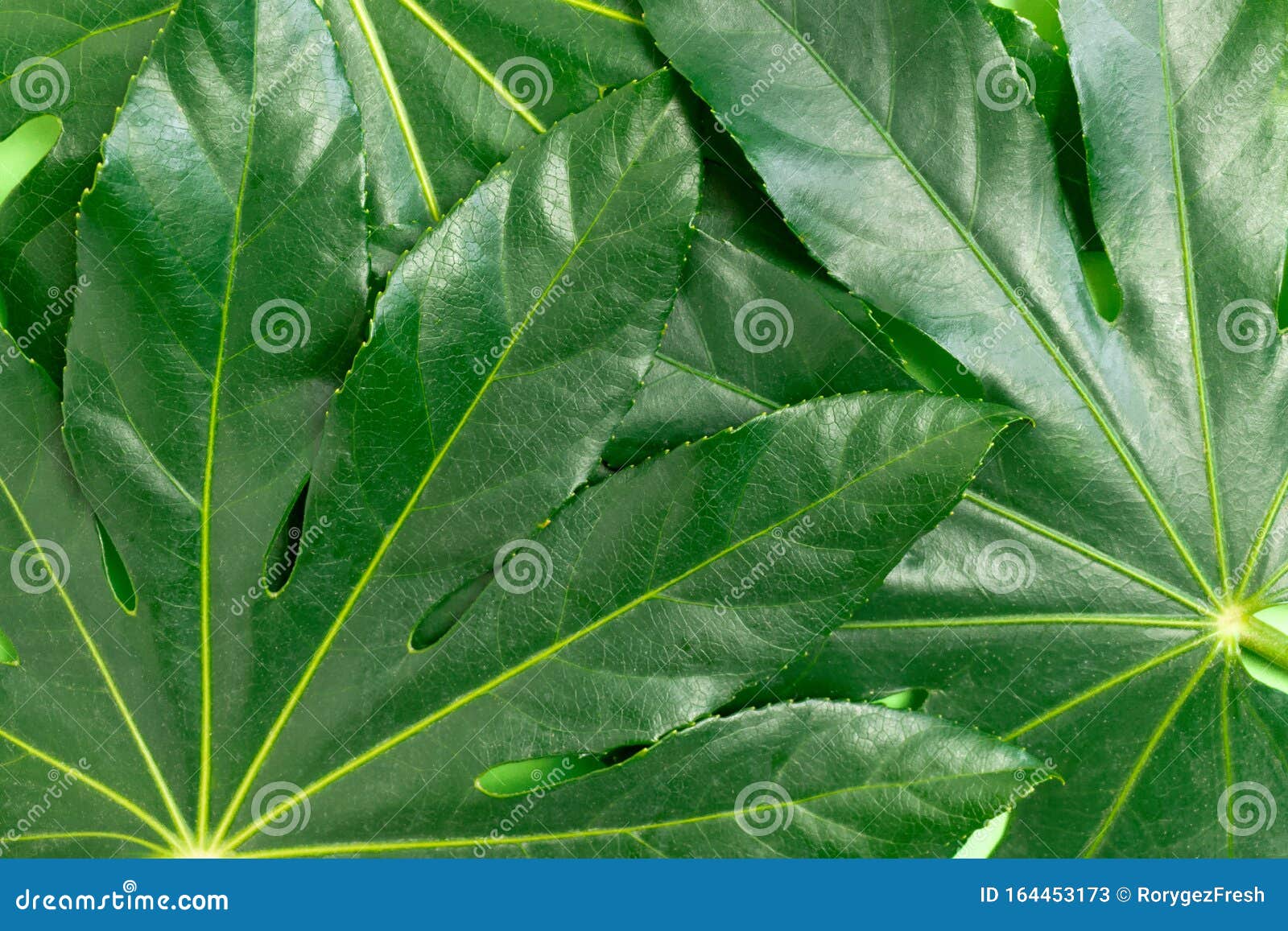 Green Aralia Osmoxylon Lineare Royalty-Free Stock Photography ...