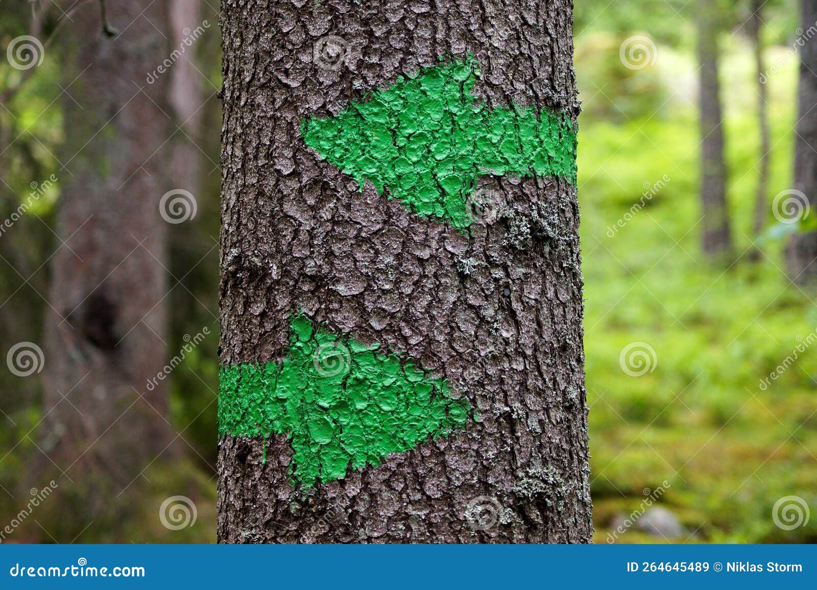 Close Up of Green Arrows Painted on Tree Stock Image - Image of outdoor ...