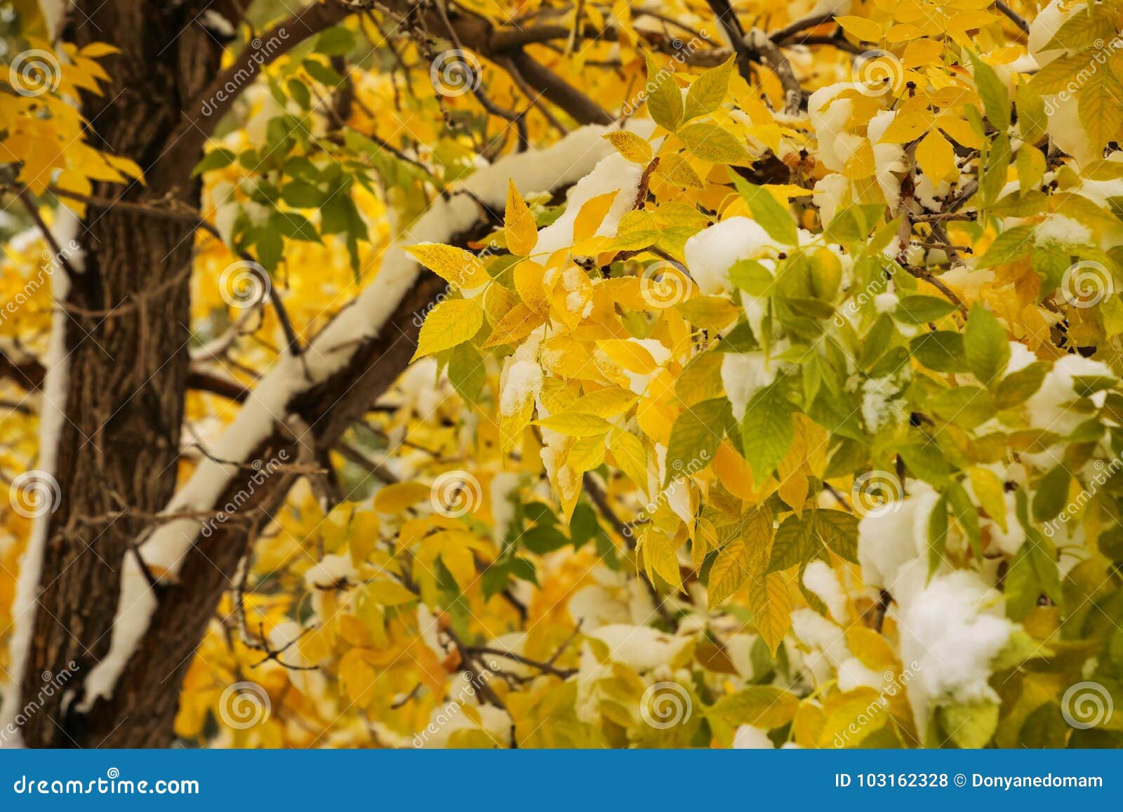 Green Ash Tree with Fall Color and Snow Stock Photo - Image of green ...