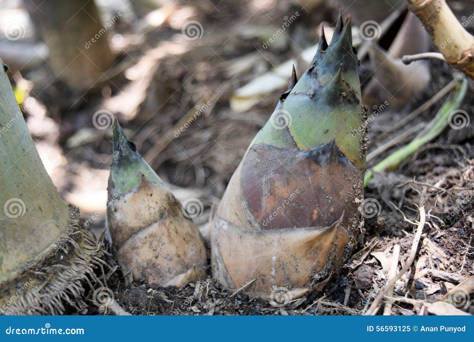 Close Up Green Bamboo Shoot Spire on the Ground Stock Image - Image of ...
