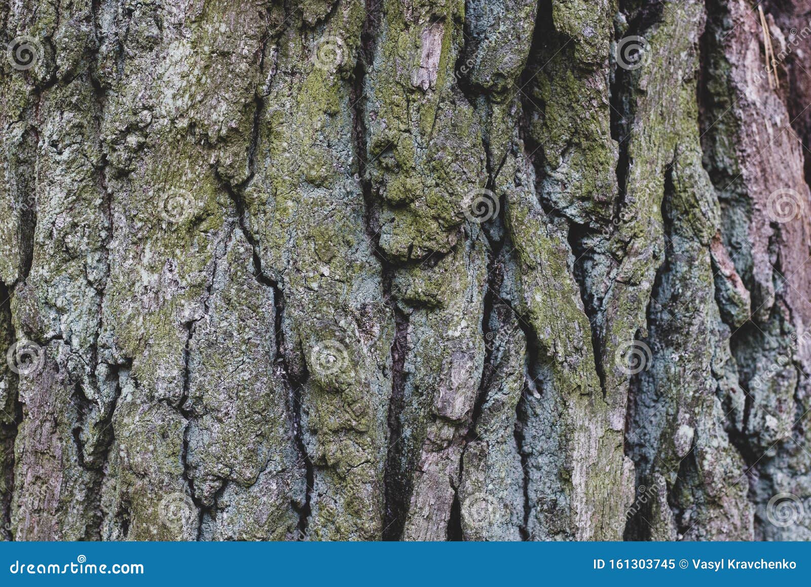 Oak Tree Mossy Bark Texture Close Up Matte Shadow Stock Image - Image ...
