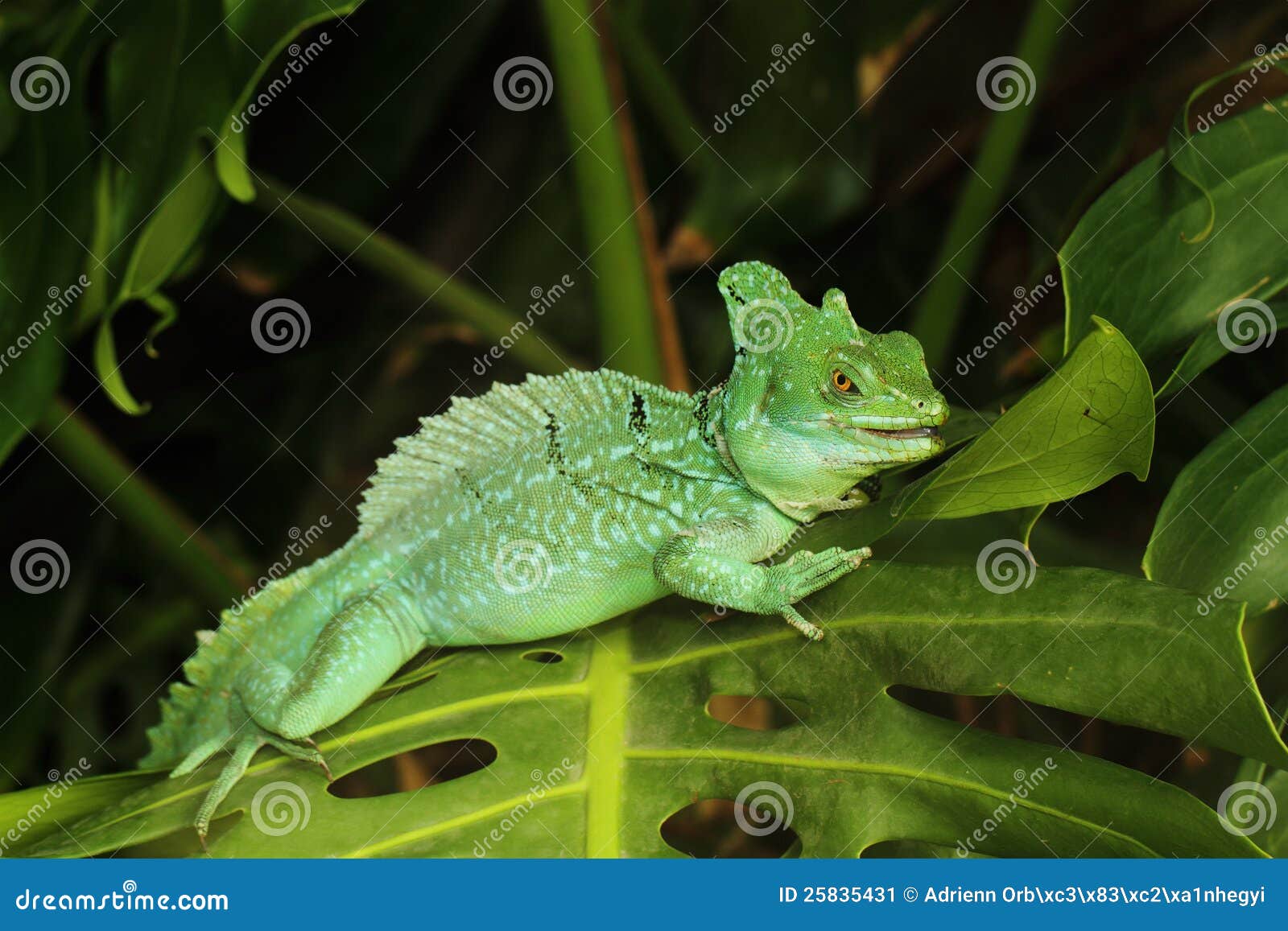 Close Up of Green Basilisk Lizard Stock Image - Image of plumifrons ...