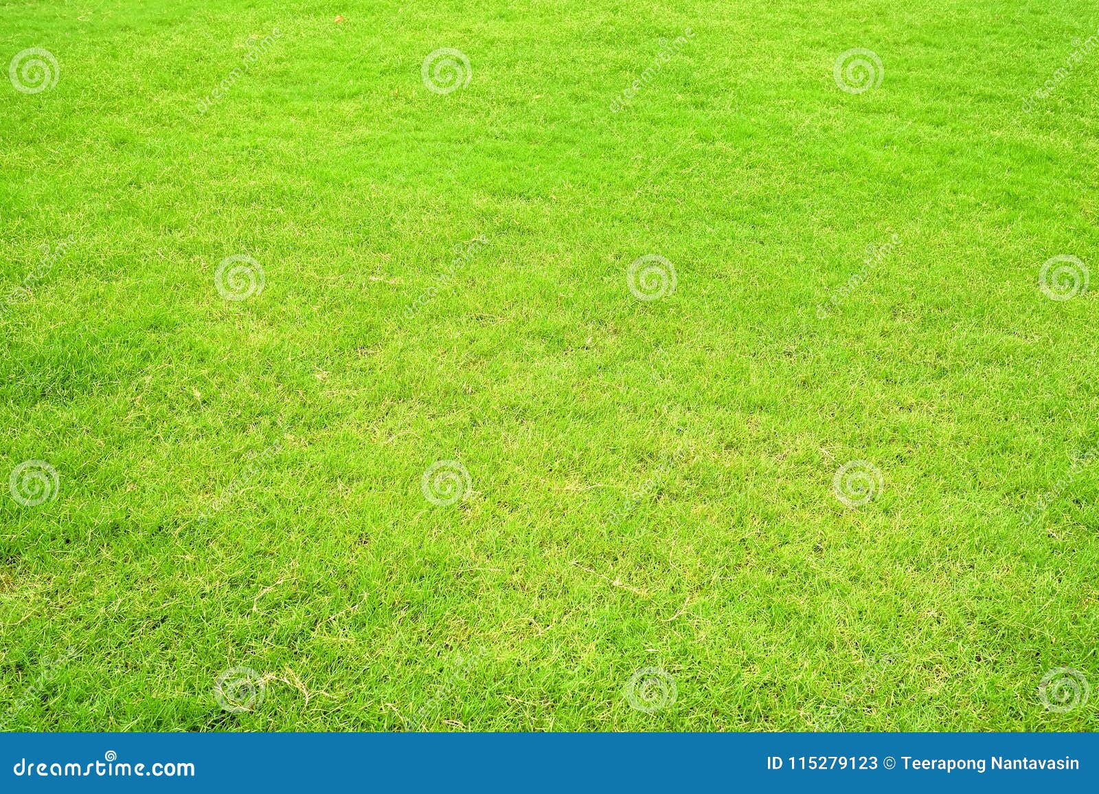 Close-up Green Lawn Background. Stock Image - Image of blades, garden ...
