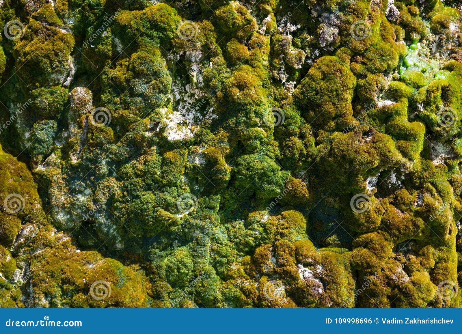 Close-up Green Beautiful Moss on a Wet Rock Cliff. Stock Photo - Image ...