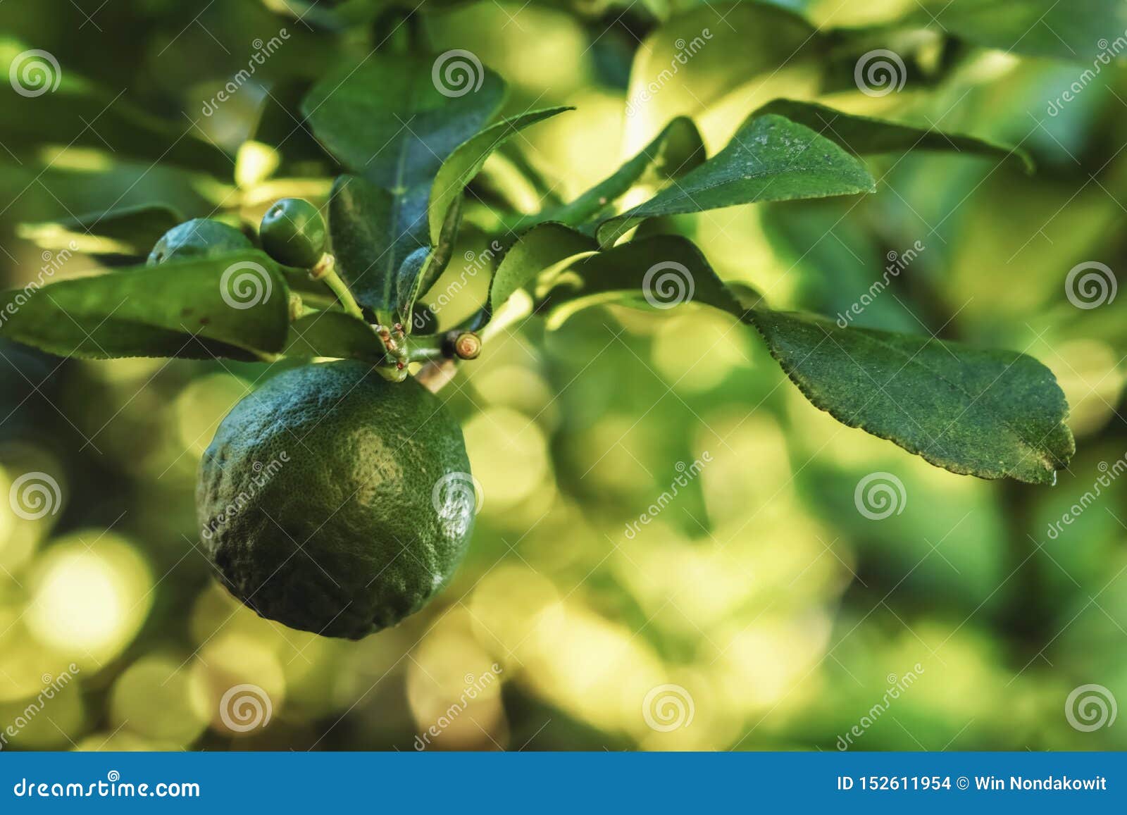 Bergamot on tree stock photo. Image of green, bergamot - 152611954
