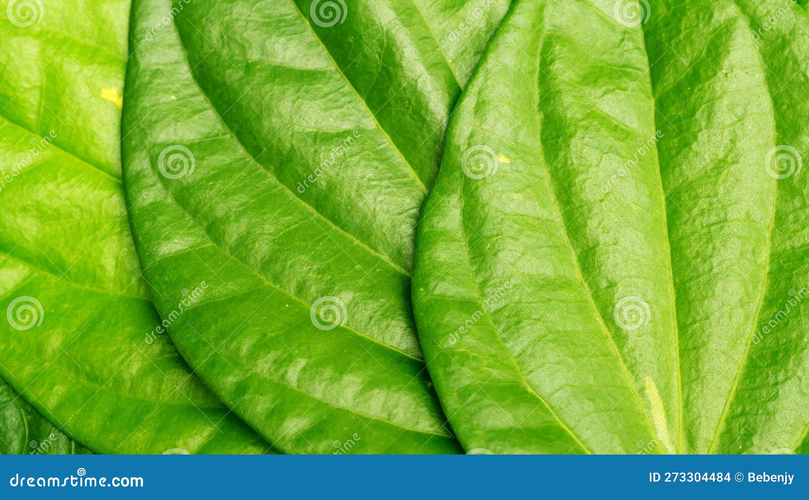 Close Up of Green Betel Piper Leaf for a Background Stock Photo - Image ...