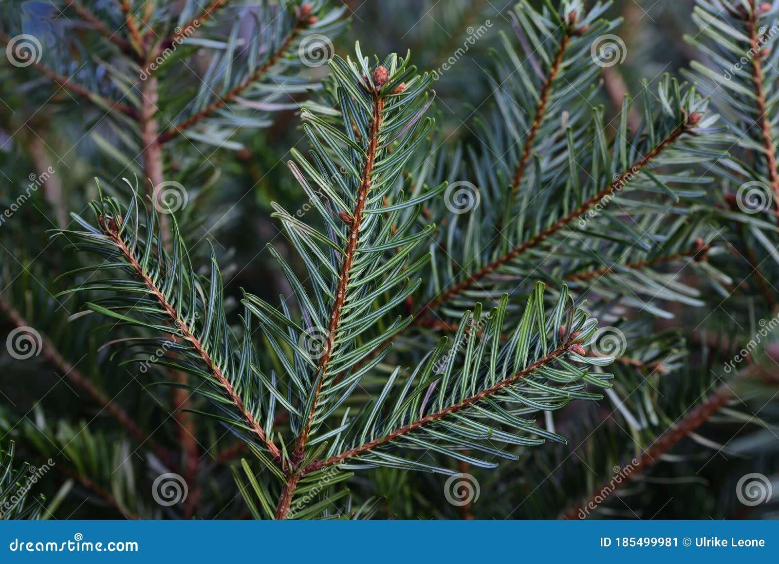 Close Up of Green Branches of a Conifer with Needles Photographed from ...