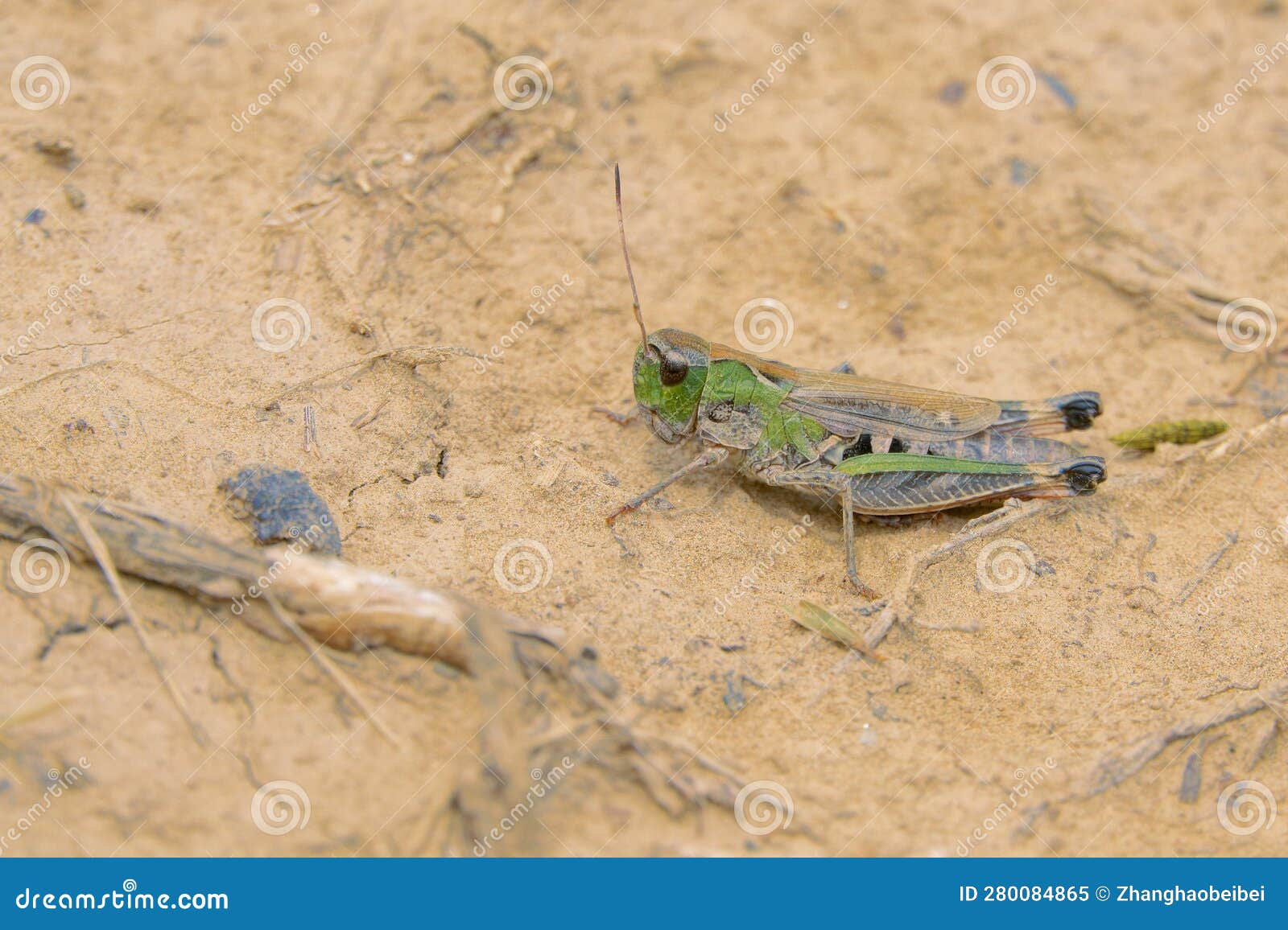 Locust stock image. Image of bugs, life, grass, locust - 280084865