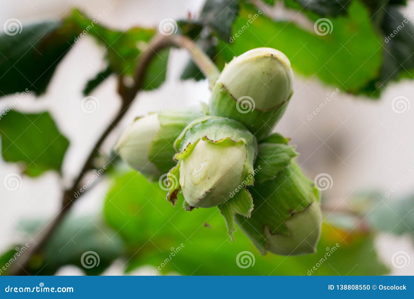 Close-up of Green Bunch of Filbert Hazel Nuts among Leaves of Bush Tree ...