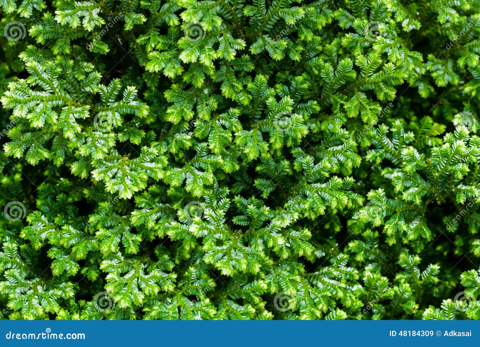 Close-up of Green Bush, Texture Background Stock Image - Image of leafs ...