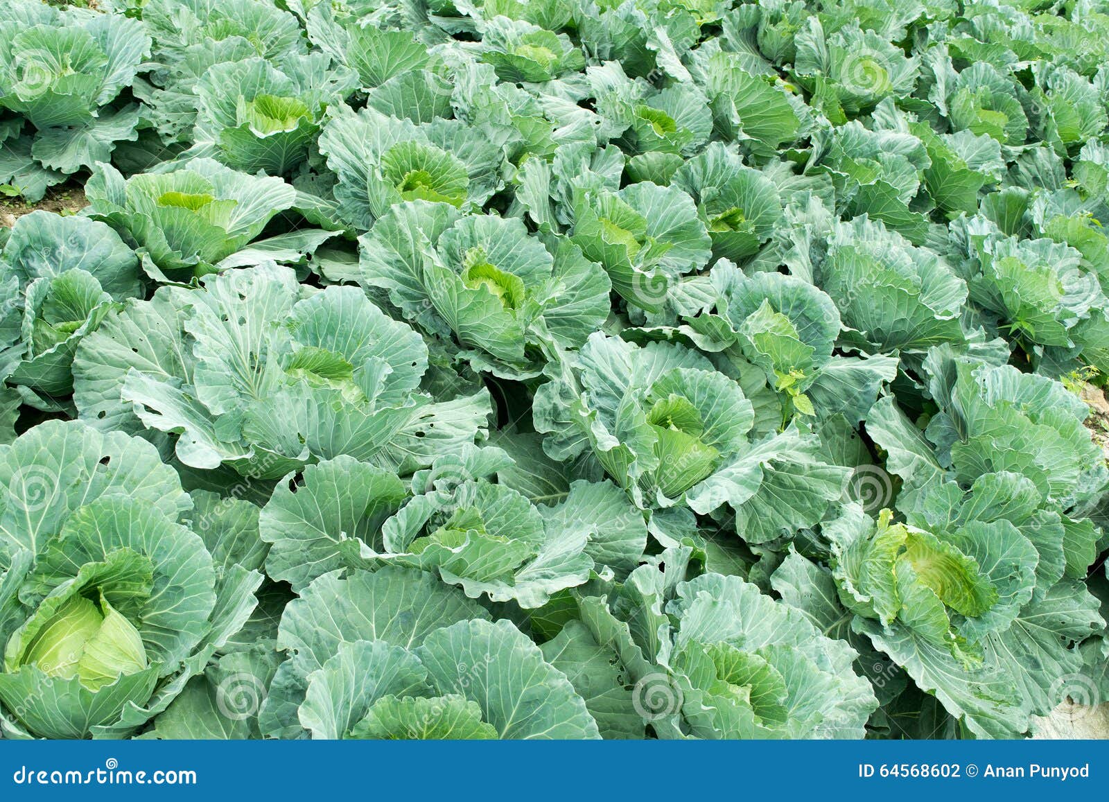 Close Up Green Cabbage Garden Stock Photo - Image of background, corn ...