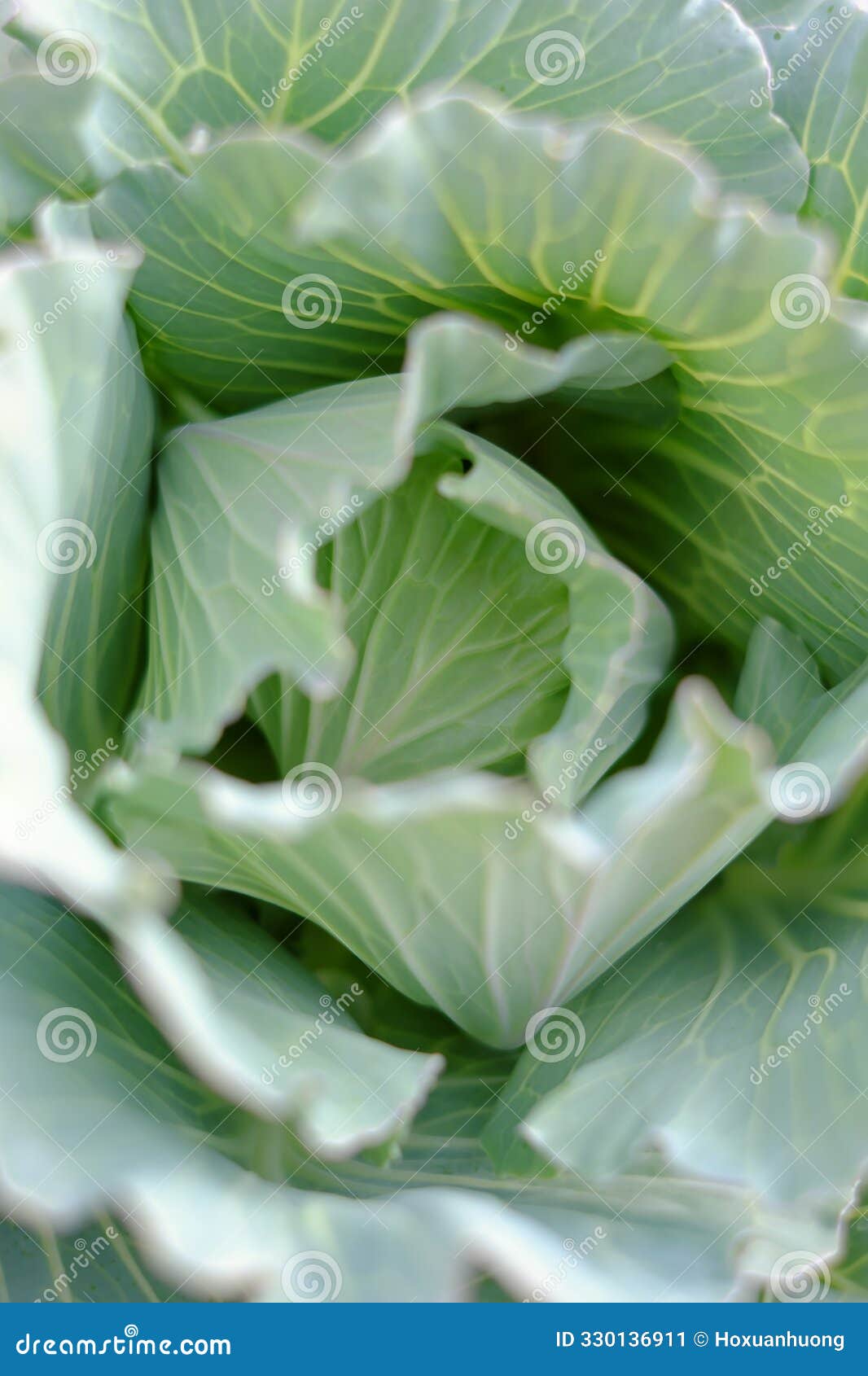 A Close-up of a Green Cabbage Head, Raw Vegetable from Rooftop Garden ...