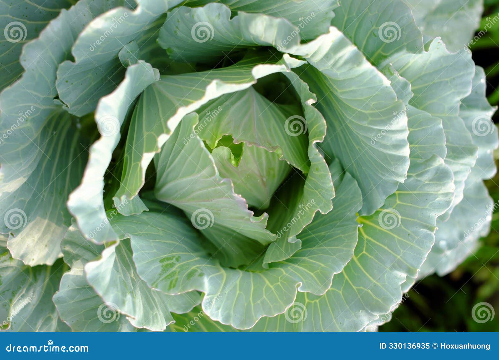 A Close-up of a Green Cabbage Head, Raw Vegetable from Rooftop Garden ...