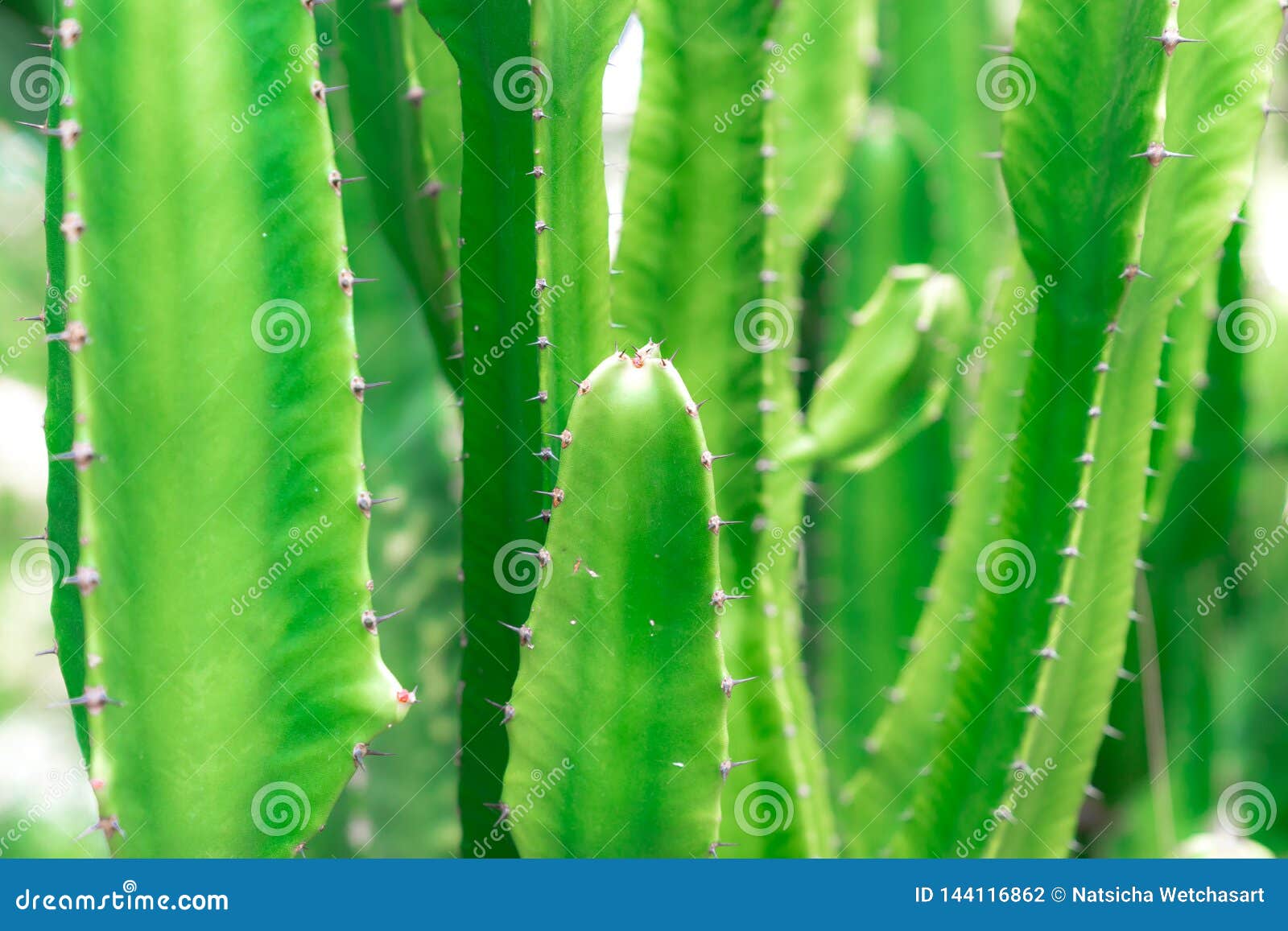 Close Up Green Cactus Budding Texture for Background Stock Photo ...