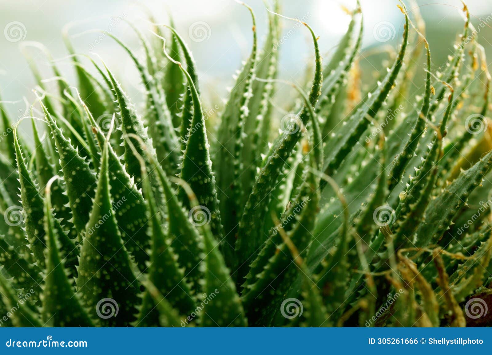 Close Up of a Green Cactus or Succulent Leaf with Tiny Spikes and Thorns Stock Photo - Image of ...