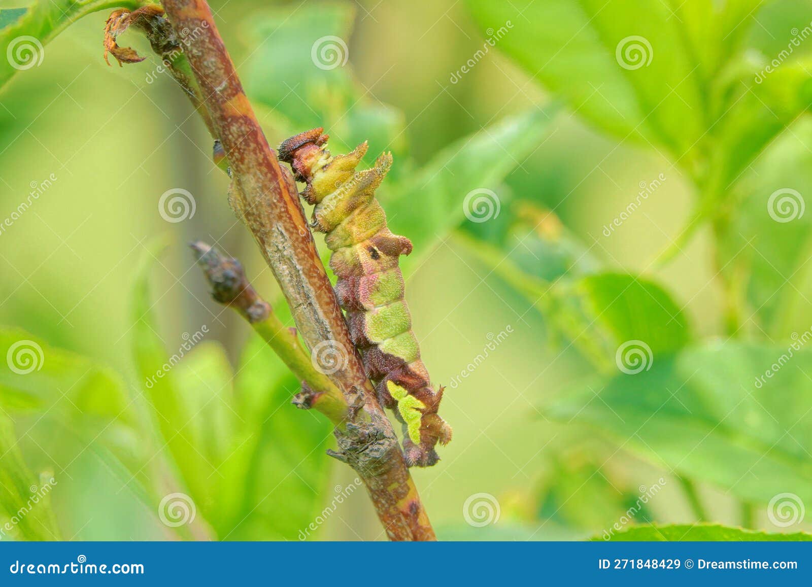 Carpenterworm stock image. Image of animals, insects - 271848429