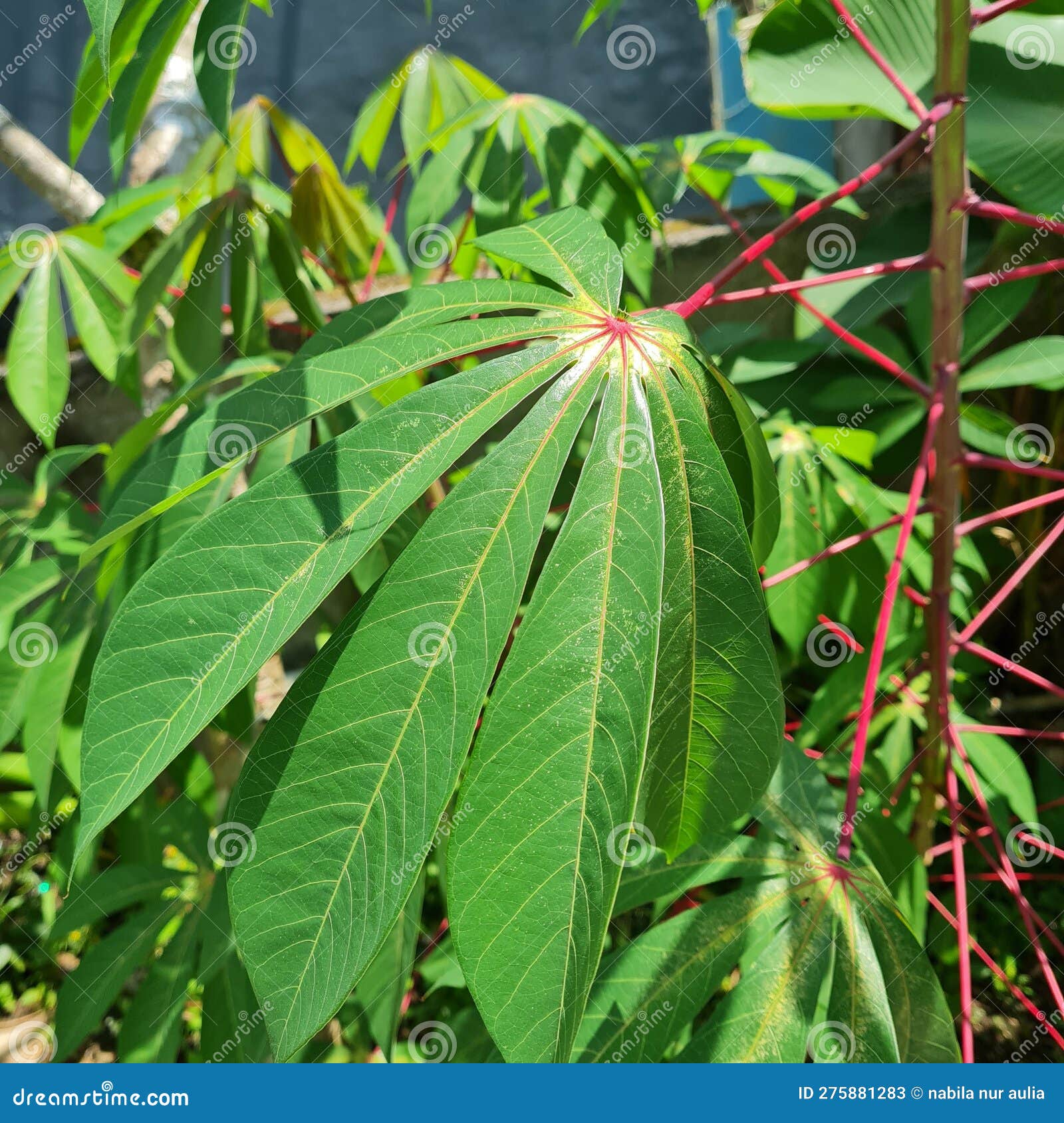 A Close-up of a Green Cassava Leaf and a Red Cassava Trunk Stock Image ...