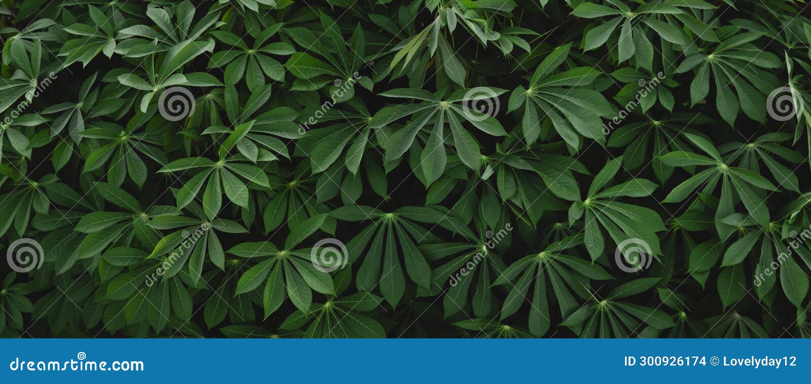 Close Up Green Cassava Leaf Texture Background Stock Photo - Image of ...